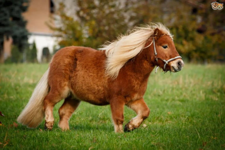 10 Fascinating Differences Between Ponies and Horses: A Complete Guide ...